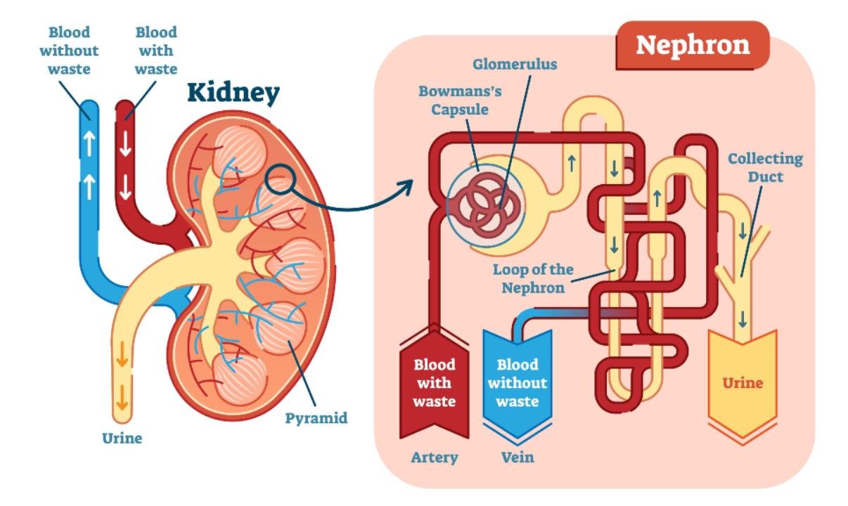 How to Slow the Progression of Chronic Kidney Disease - Doctiplus
