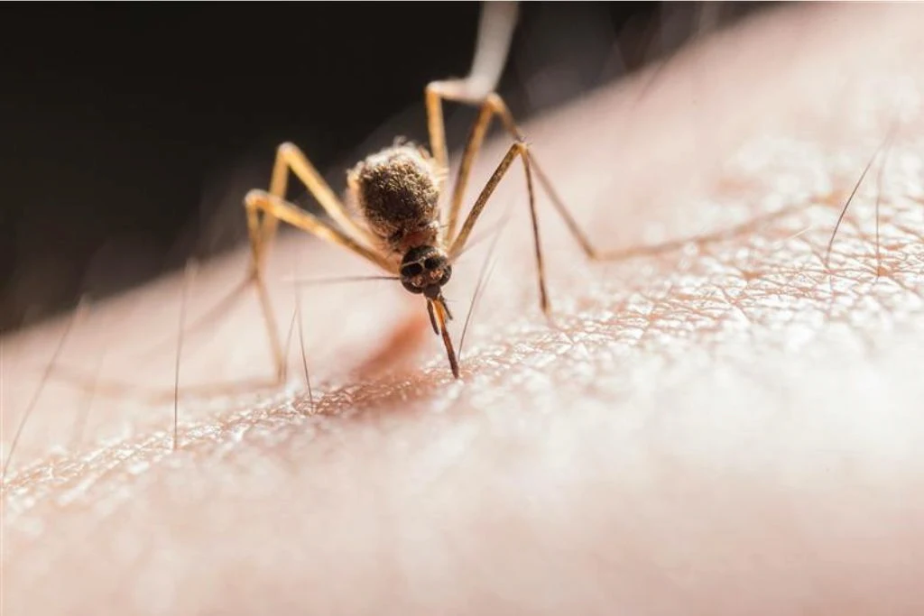 Do Termites Bite? Termite Facts, Prevention, and Safety